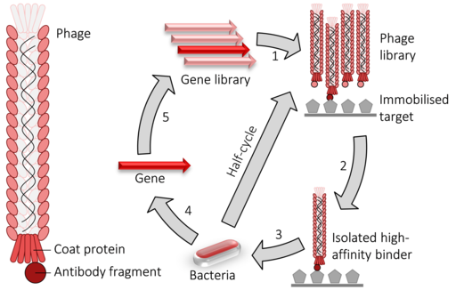 Harnessing Phage Display Libraries for the Discovery of Therapeutic Nanobodies